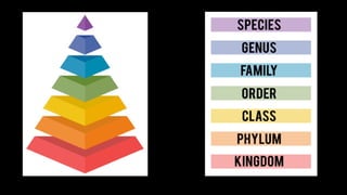 Heirarchy of the Level of Organization.pptx