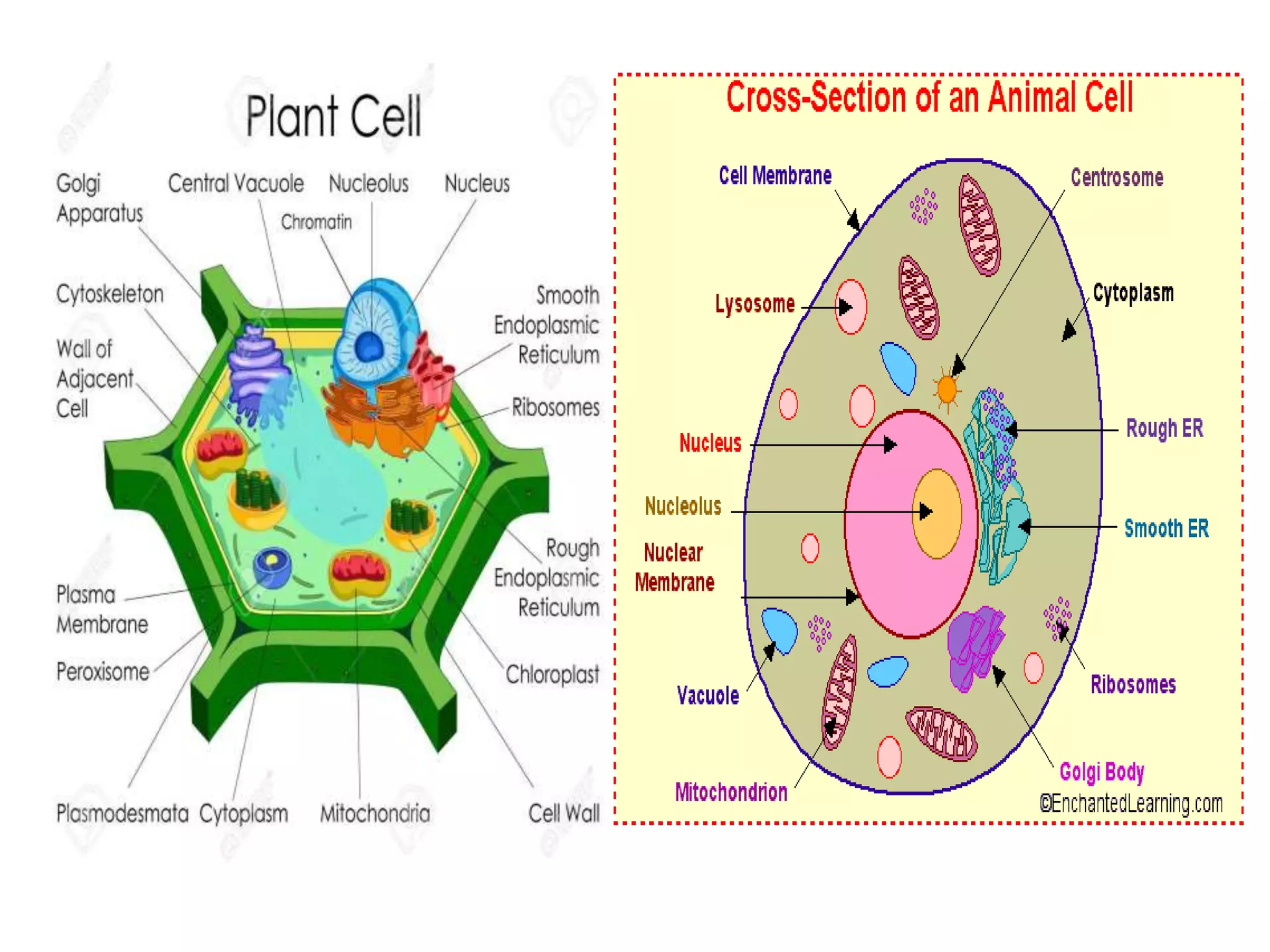 Heirarchy of life forms and classification.pptx