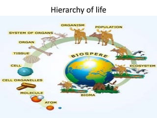 Heirarchy of life forms and classification.pptx