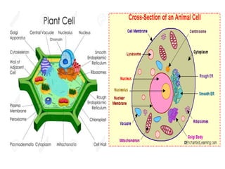 Heirarchy of life forms and classification.pptx