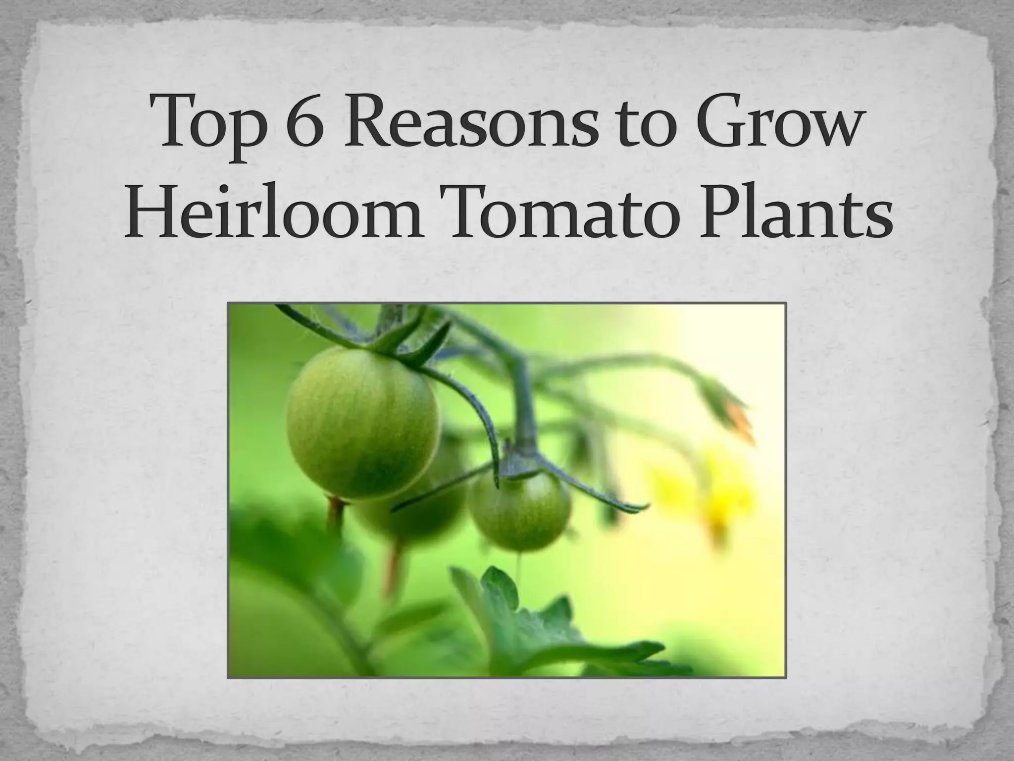 Top 6 Reasons to Grow Heirloom Tomato Plants | PPTX