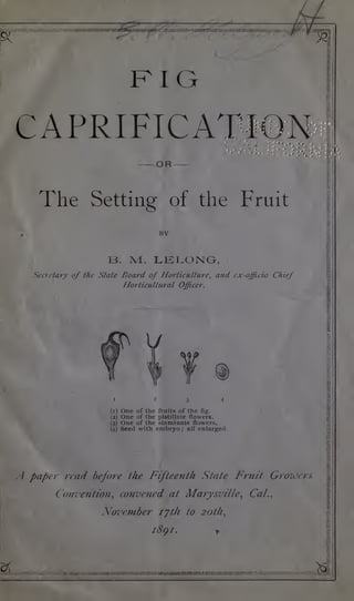 Fig Caprification Or the Setting of the Fruit: by Byron Martin Lelong ...