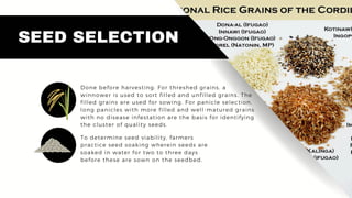 Heirloom Rice of the Cordilleras Presentation PDF.pdf
