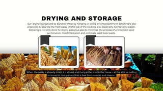 Heirloom Rice of the Cordilleras Presentation PDF.pdf