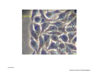 HeLa Cell Morphology and cell culture.pptx