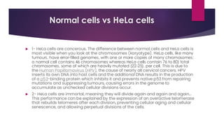 HeLa cell lines their features, characteristics | PDF