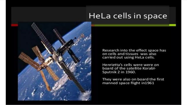 HeLa cell line their features and all the important information | PPT