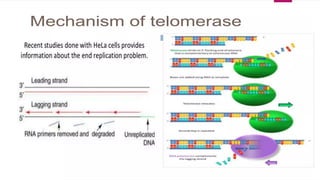 HeLa cell line their features and all the important information | PPTX