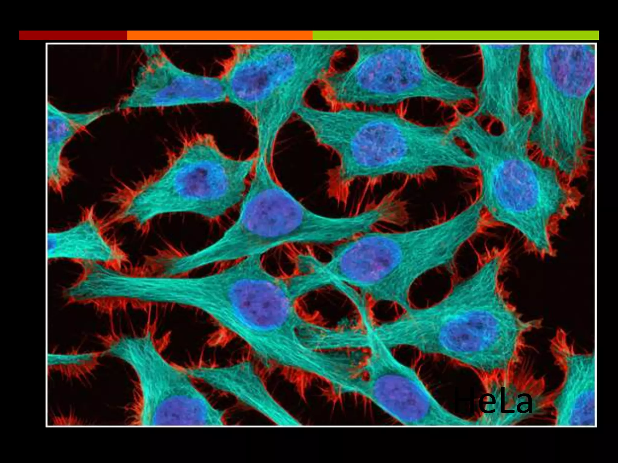 Hela cell lines | PPTX