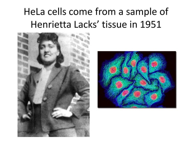 HeLa cells | PPT