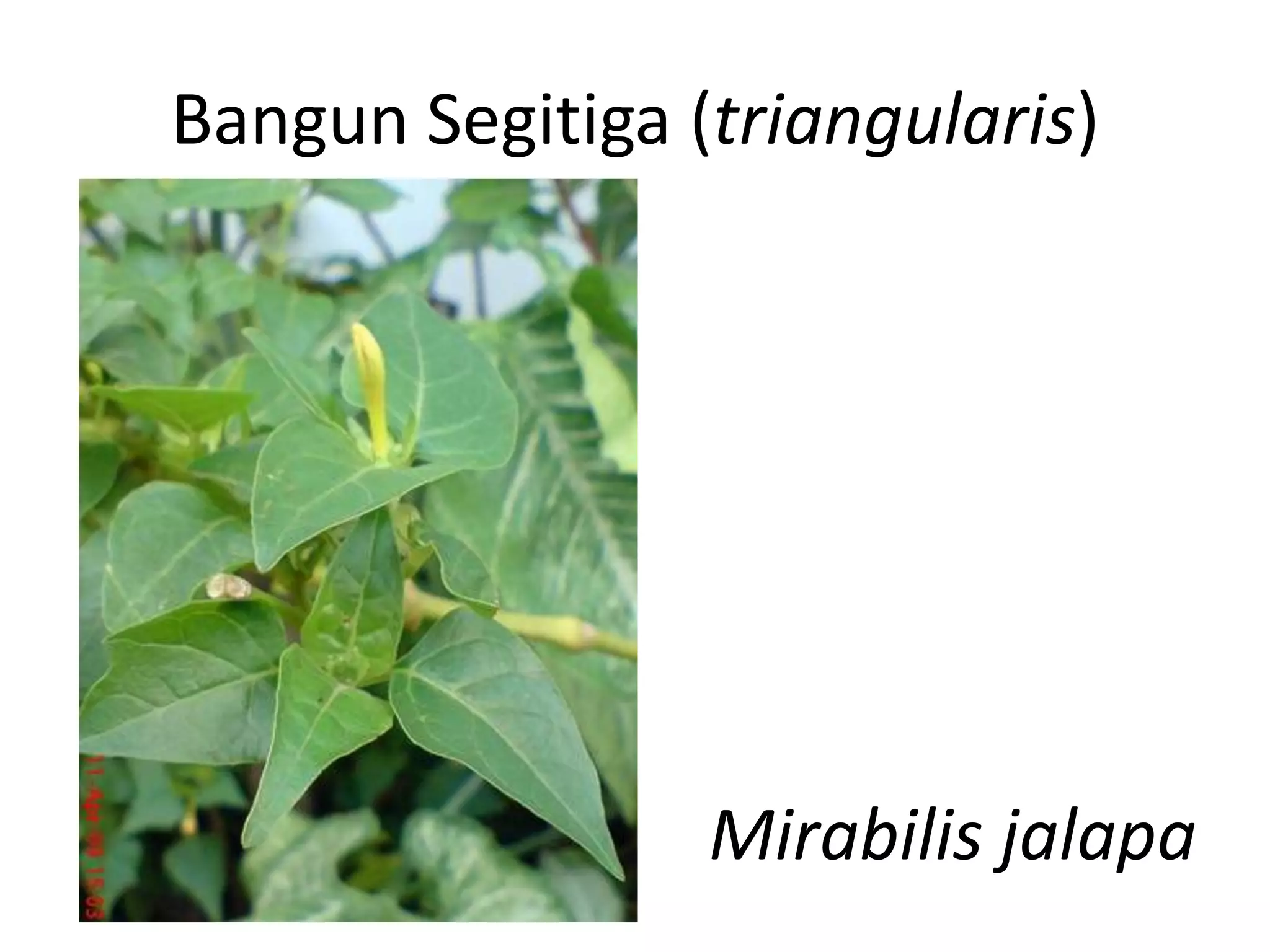 Helaian daun (lamina) | PPTX