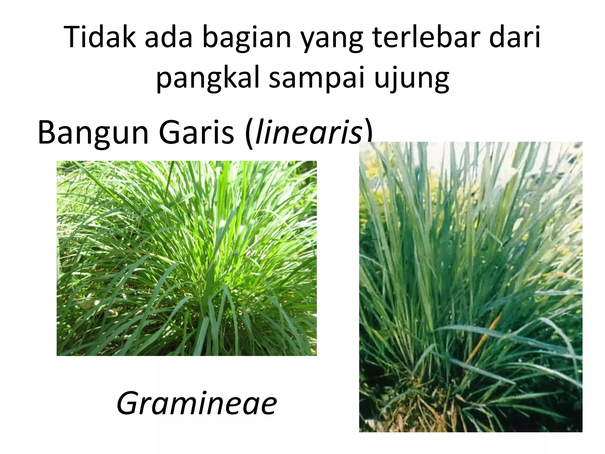 Helaian daun (lamina) | PPTX