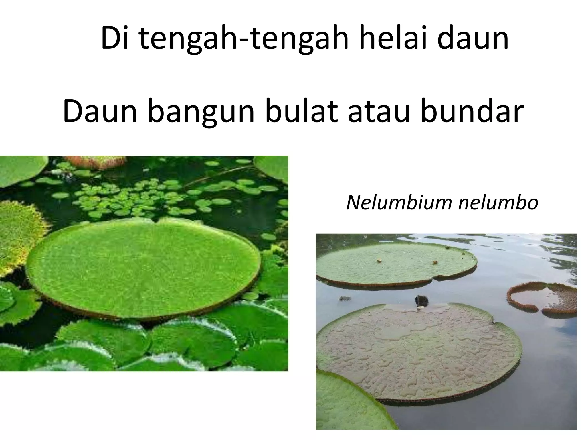 Helaian daun (lamina) | PPTX