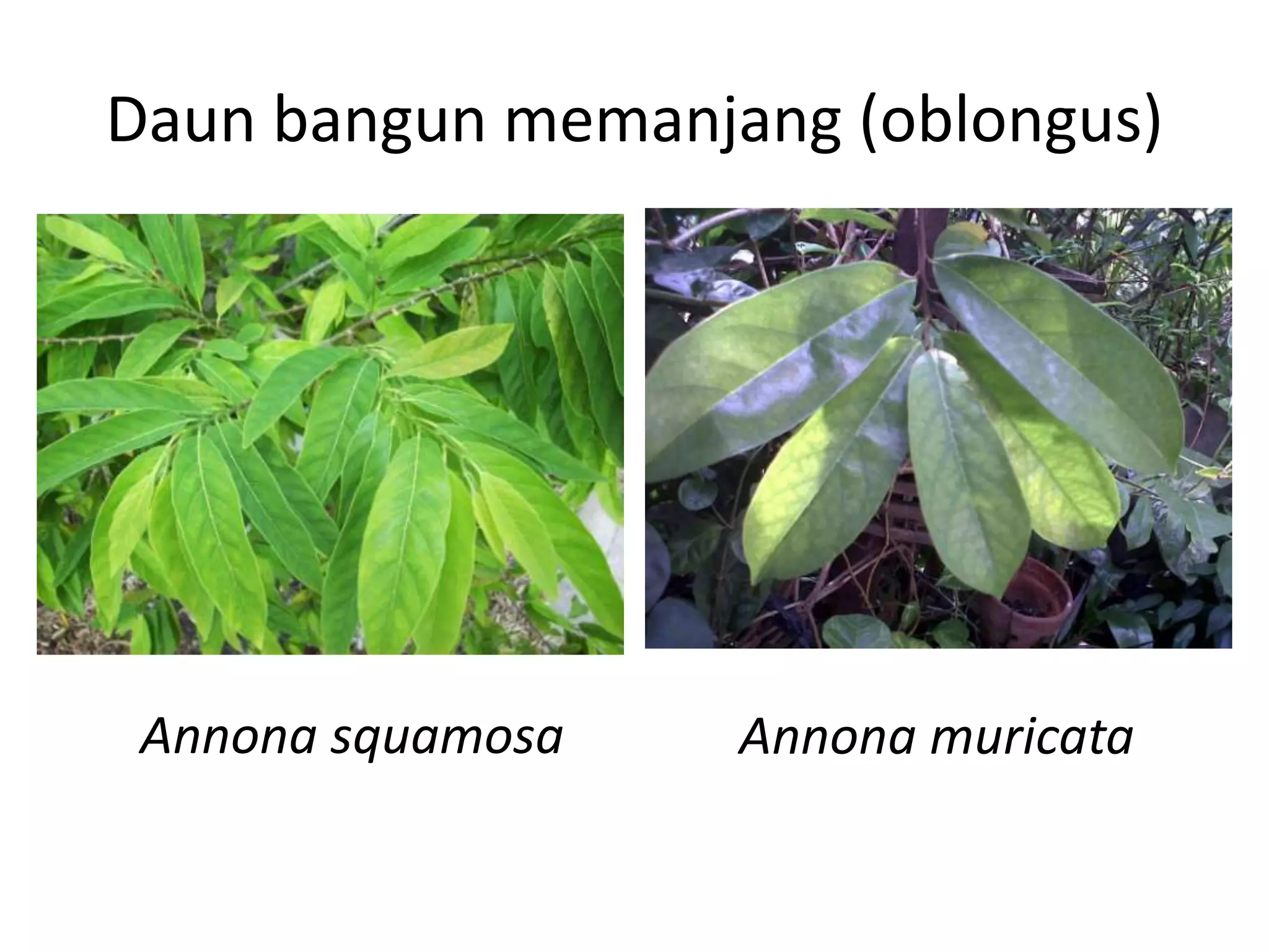 Helaian daun (lamina) | PPTX