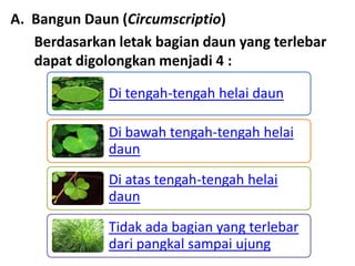 Helaian daun (lamina) | PPTX