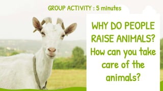 HELE 4 ANimal Raising.pptx