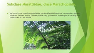 Helechos esporángidos botánica-universidad de córdoba-facultad de ...