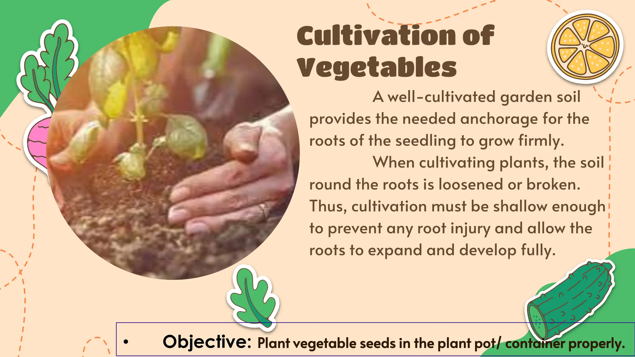 HELE GRADE 5 LESSON 1_ Cultivation of Vegetables.pptx