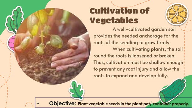 HELE GRADE 5 LESSON 1_ Cultivation of Vegetables.pptx