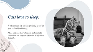 Helena · SlidesMania.pptx | Cats | Pets