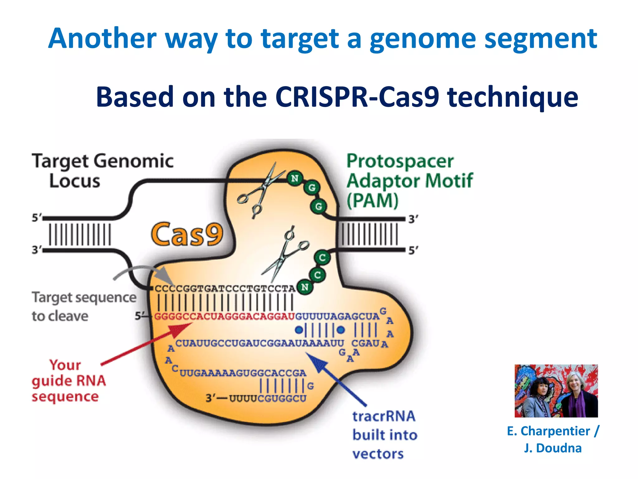 Toward A Better Understanding Of Plant Genome Structure: Combining NGS ...
