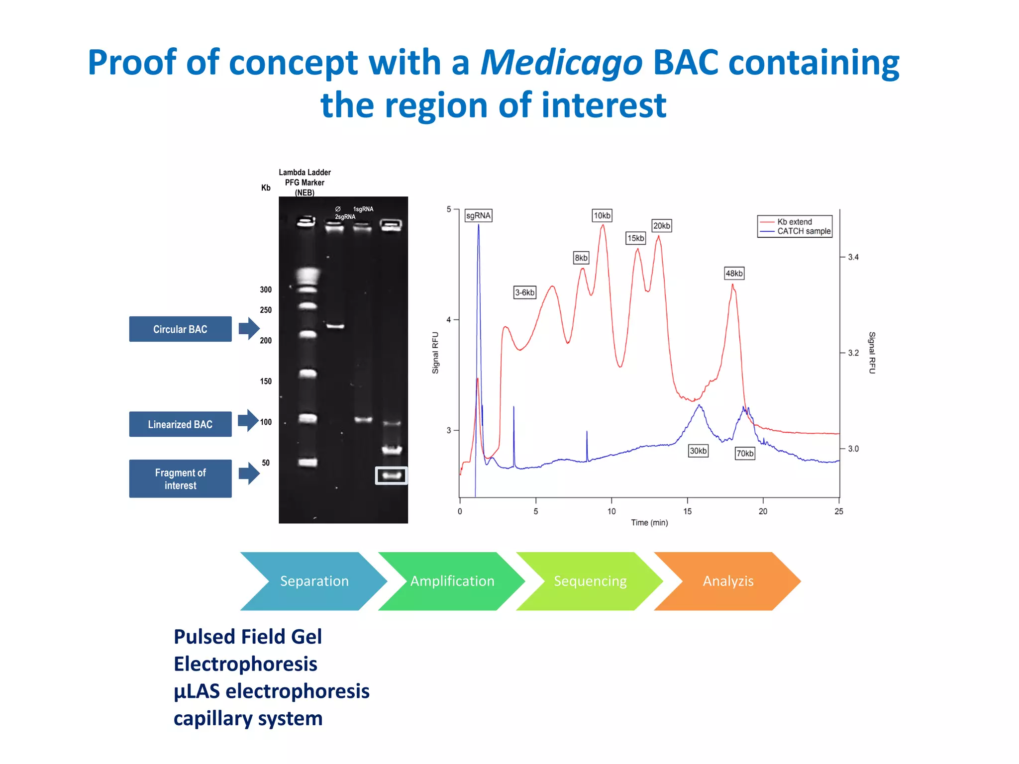 Toward A Better Understanding Of Plant Genome Structure: Combining NGS ...