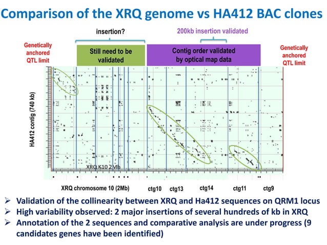 Toward A Better Understanding Of Plant Genome Structure: Combining NGS ...
