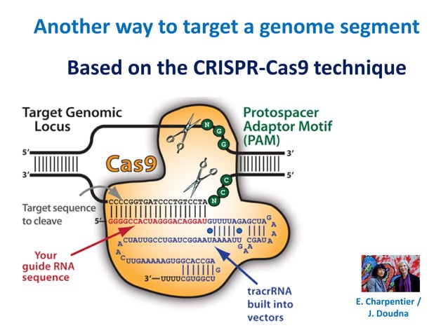 Toward A Better Understanding Of Plant Genome Structure: Combining NGS ...