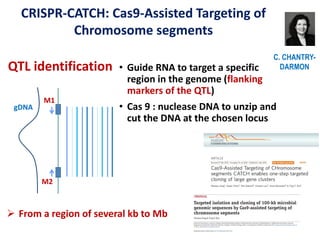 Toward A Better Understanding Of Plant Genome Structure: Combining NGS ...