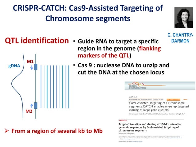 Toward A Better Understanding Of Plant Genome Structure: Combining NGS ...