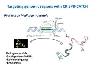 Toward A Better Understanding Of Plant Genome Structure: Combining NGS ...