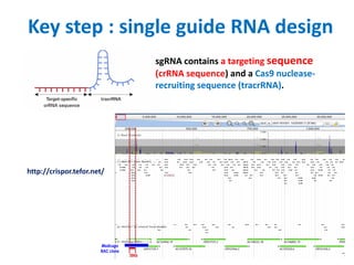 Toward A Better Understanding Of Plant Genome Structure: Combining NGS ...