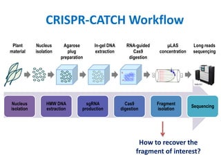 Toward A Better Understanding Of Plant Genome Structure: Combining NGS ...