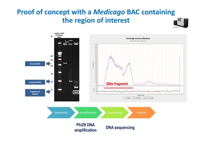 Toward A Better Understanding Of Plant Genome Structure: Combining NGS ...