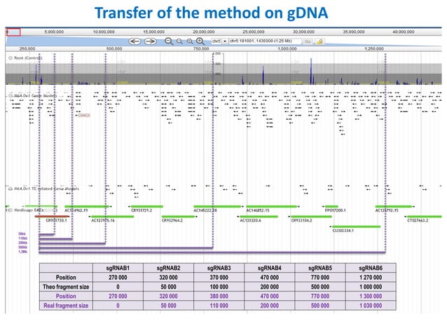 Toward A Better Understanding Of Plant Genome Structure: Combining NGS ...