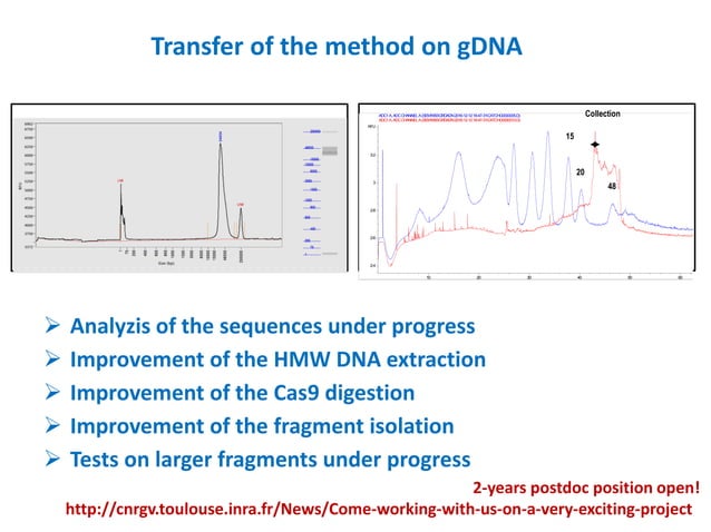 Toward A Better Understanding Of Plant Genome Structure: Combining NGS ...