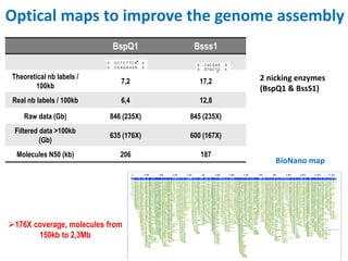Toward A Better Understanding Of Plant Genome Structure: Combining NGS ...