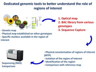 Toward A Better Understanding Of Plant Genome Structure: Combining NGS ...