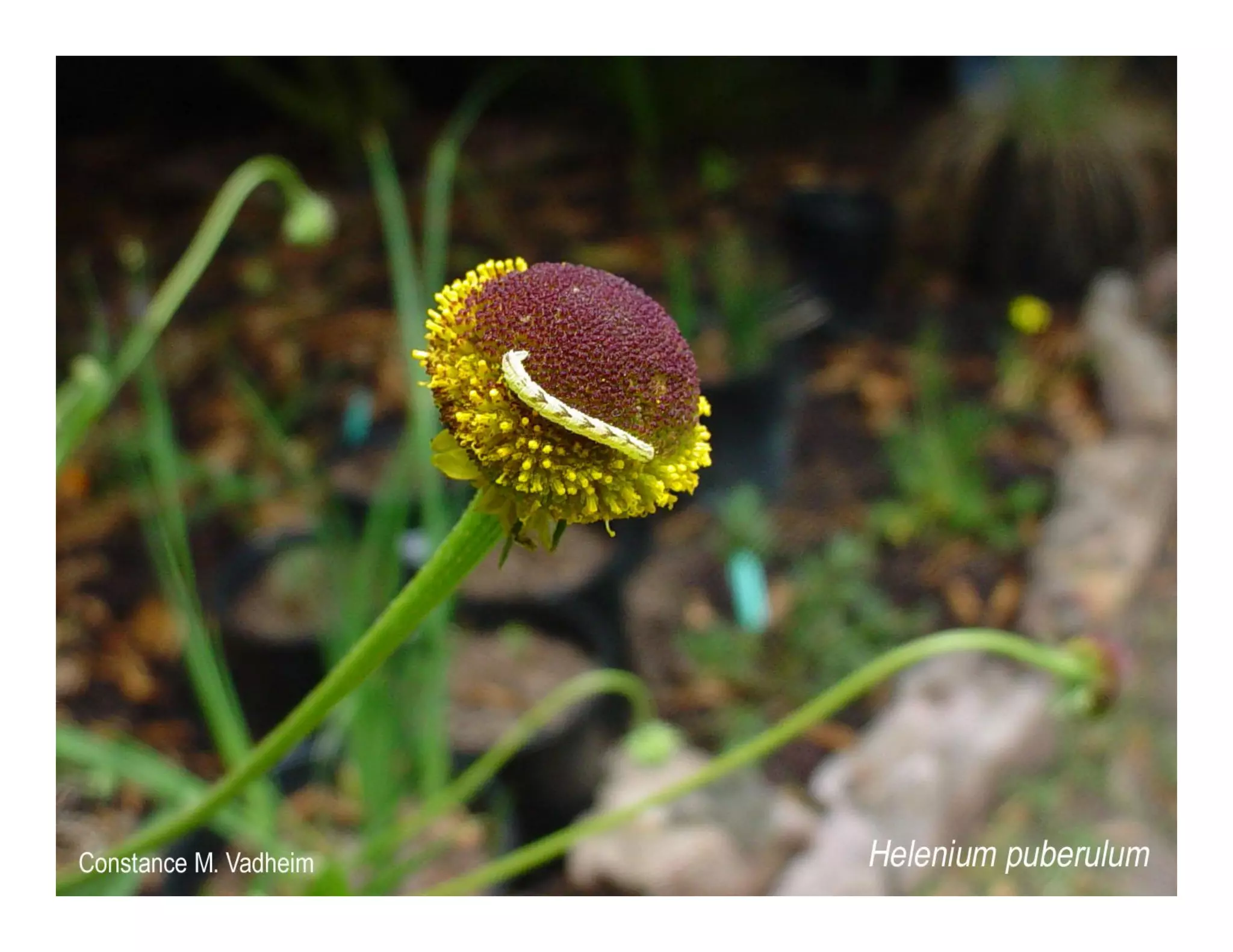 Helenium puberulum web show | PPT