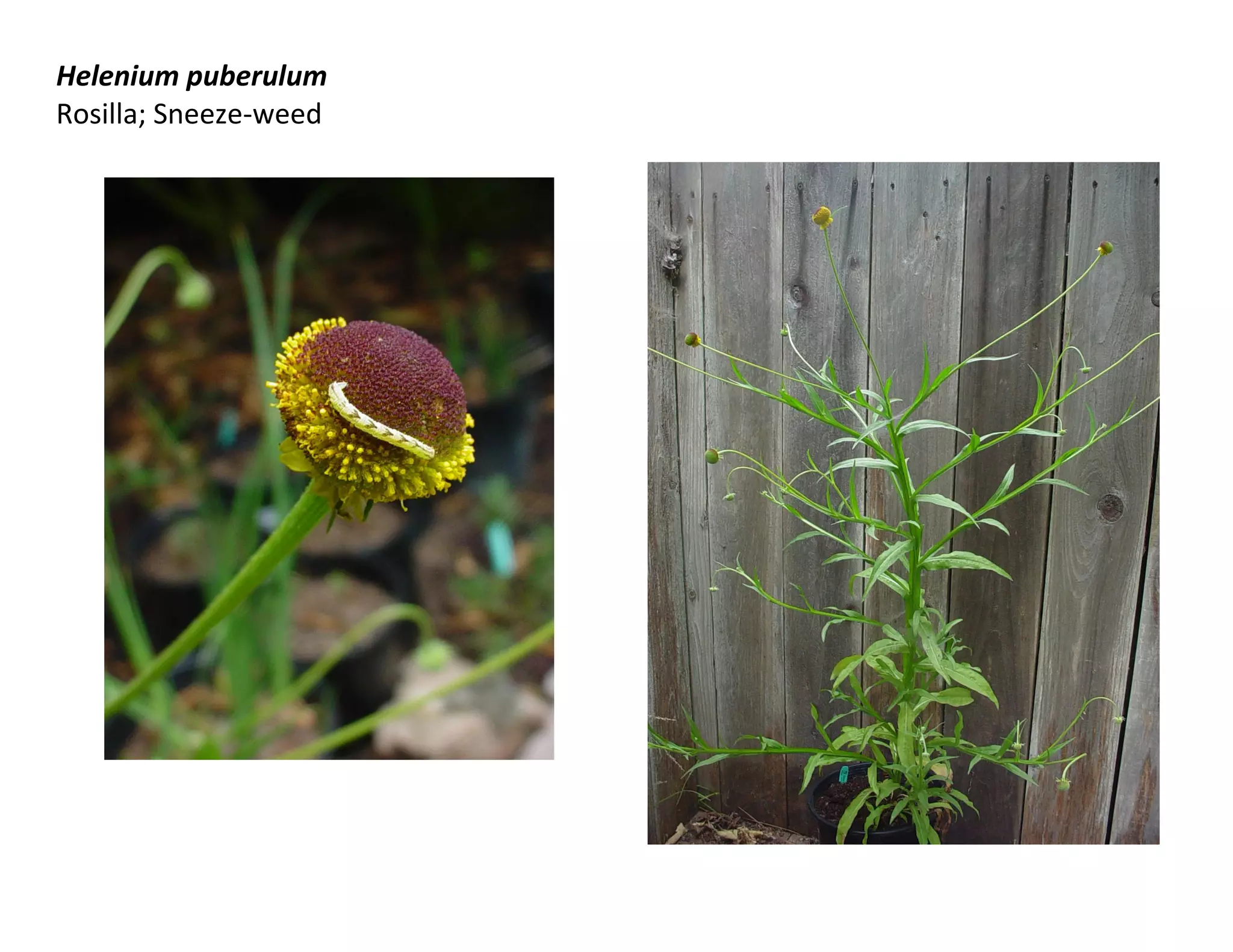 Helenium puberulum web show | PPT