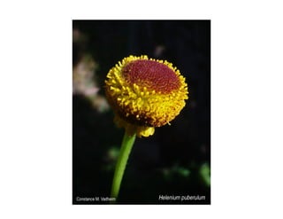 Helenium puberulum web show | PPT