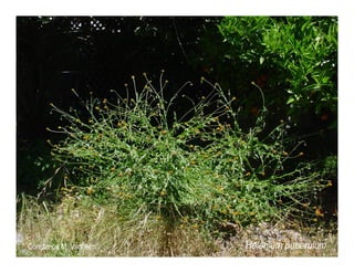 Helenium puberulum web show | PPT