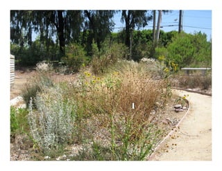 Helenium puberulum web show | PPT