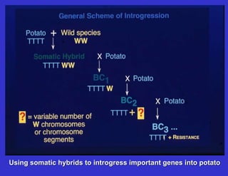 helgesonsomatic.ppt