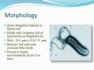 Helicobacter pylori | PPTX