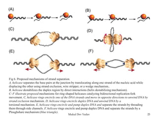 Helicases ppt. | PPTX