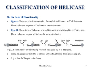 Helicases ppt. | PPTX