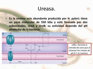 Genomica de enfermedades infecciosas: Helicobacter pylori. | PPT