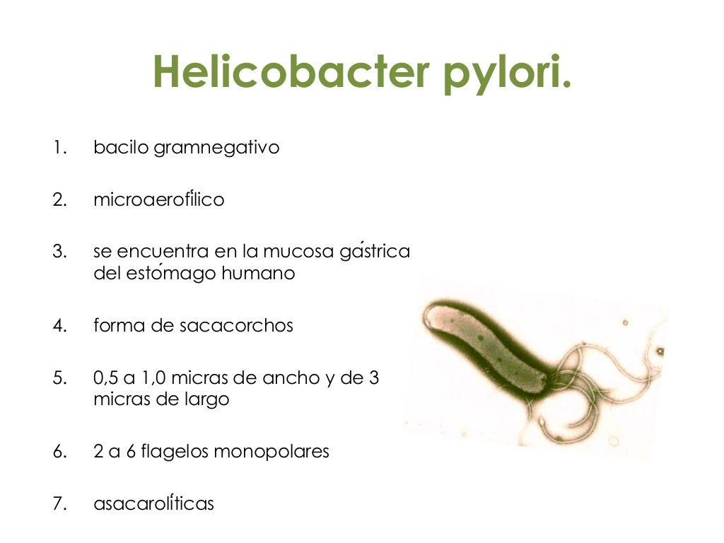 Caracteristicas De La Bacteria Helicobacter Pylori | Estudio447