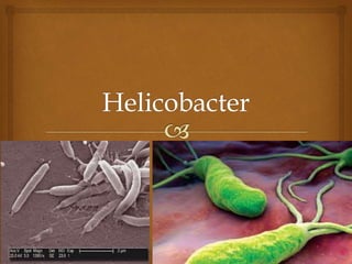 Helicobacter | PPT